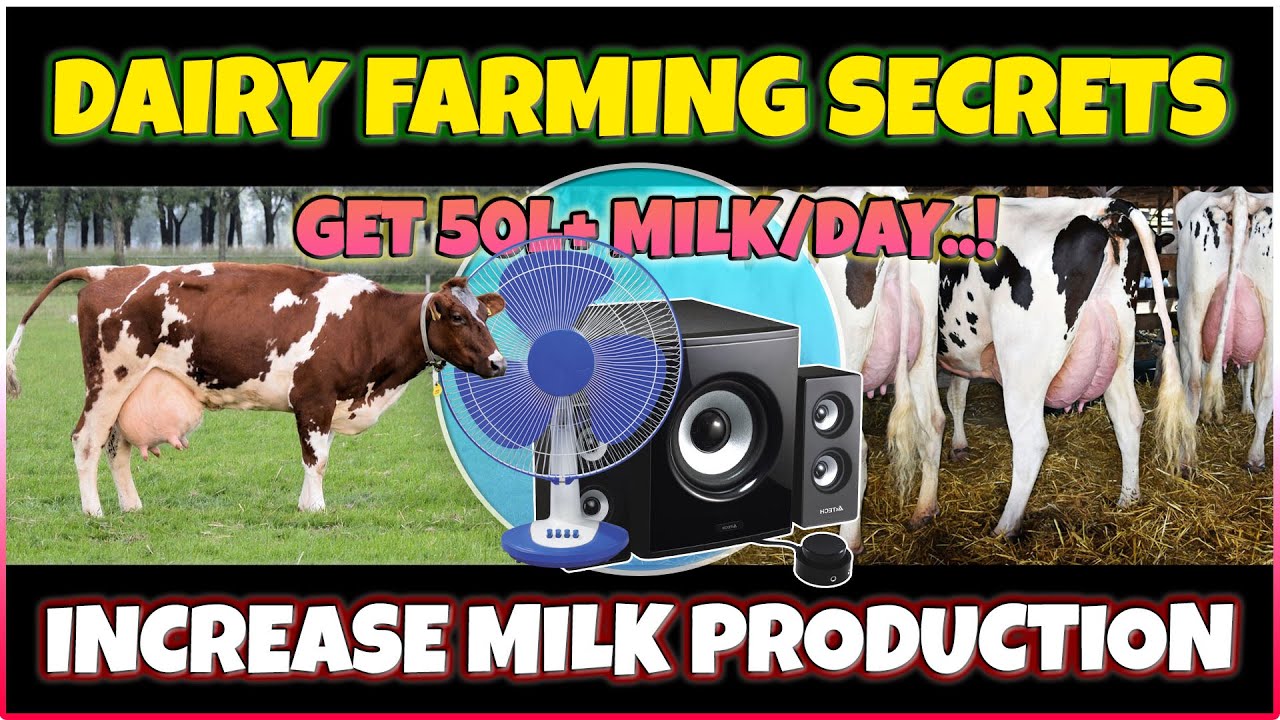 Boosting Milk Yield in Dairy Cows | Expert Tips for Dairy Farmers ...